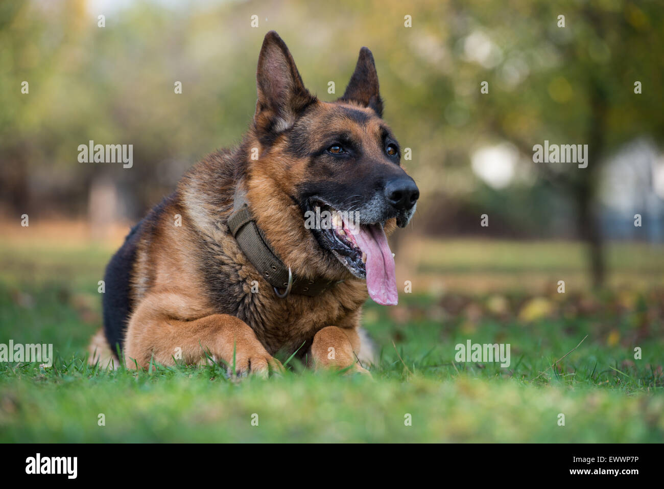 German Shepherd Alsatian Police Dog Stock Photo - Alamy