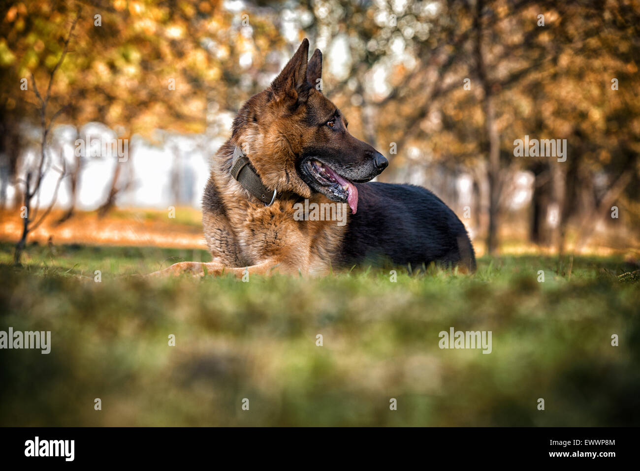 German Shepherd Alsatian Police Dog Stock Photo - Alamy