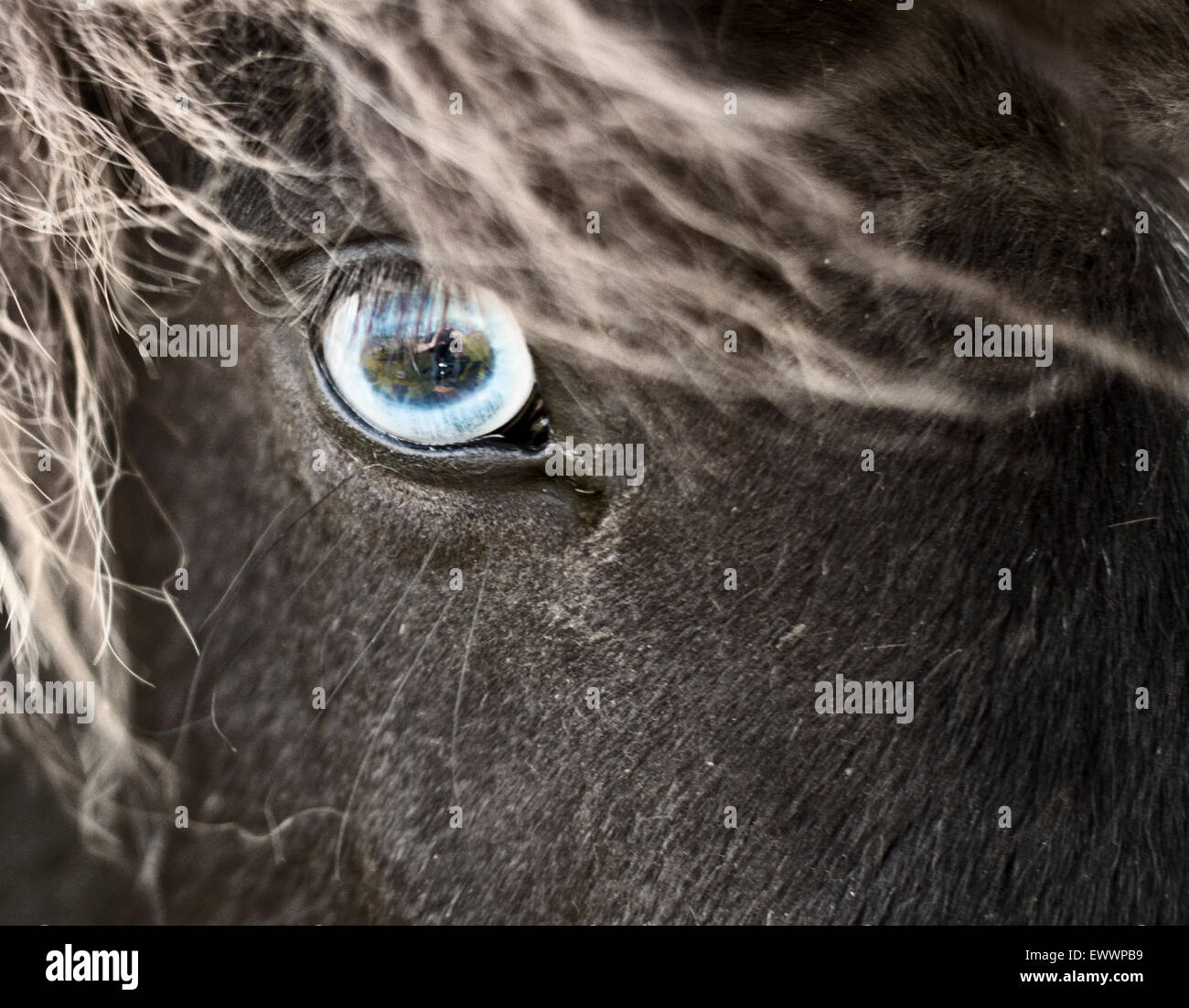 Snaefellsnes Peninsula, Iceland. Close up of Icelandic horses eye Stock ...