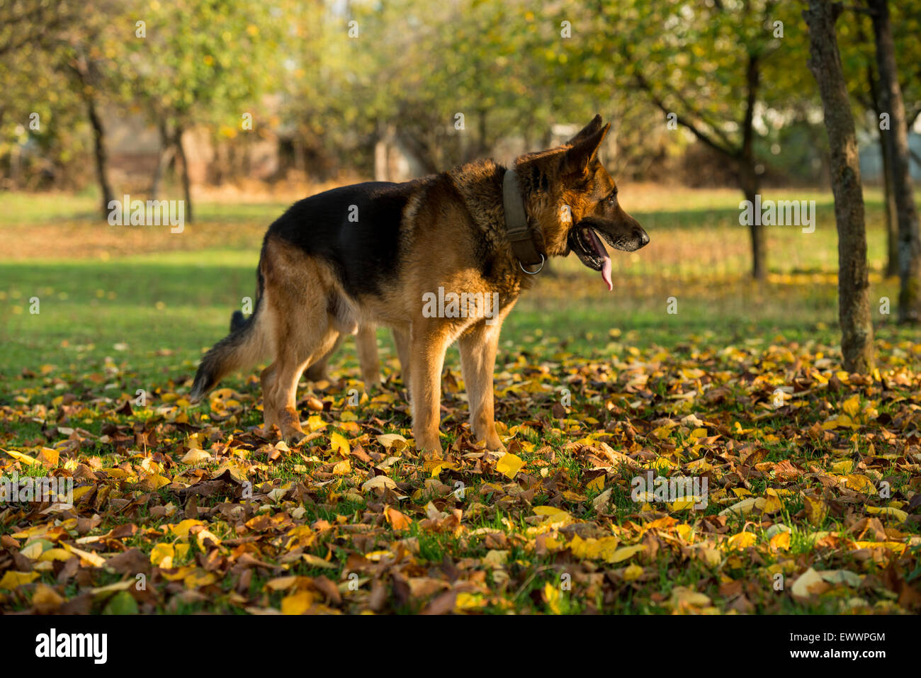 German Shepherd Portrait Side View Stock Photo - Alamy