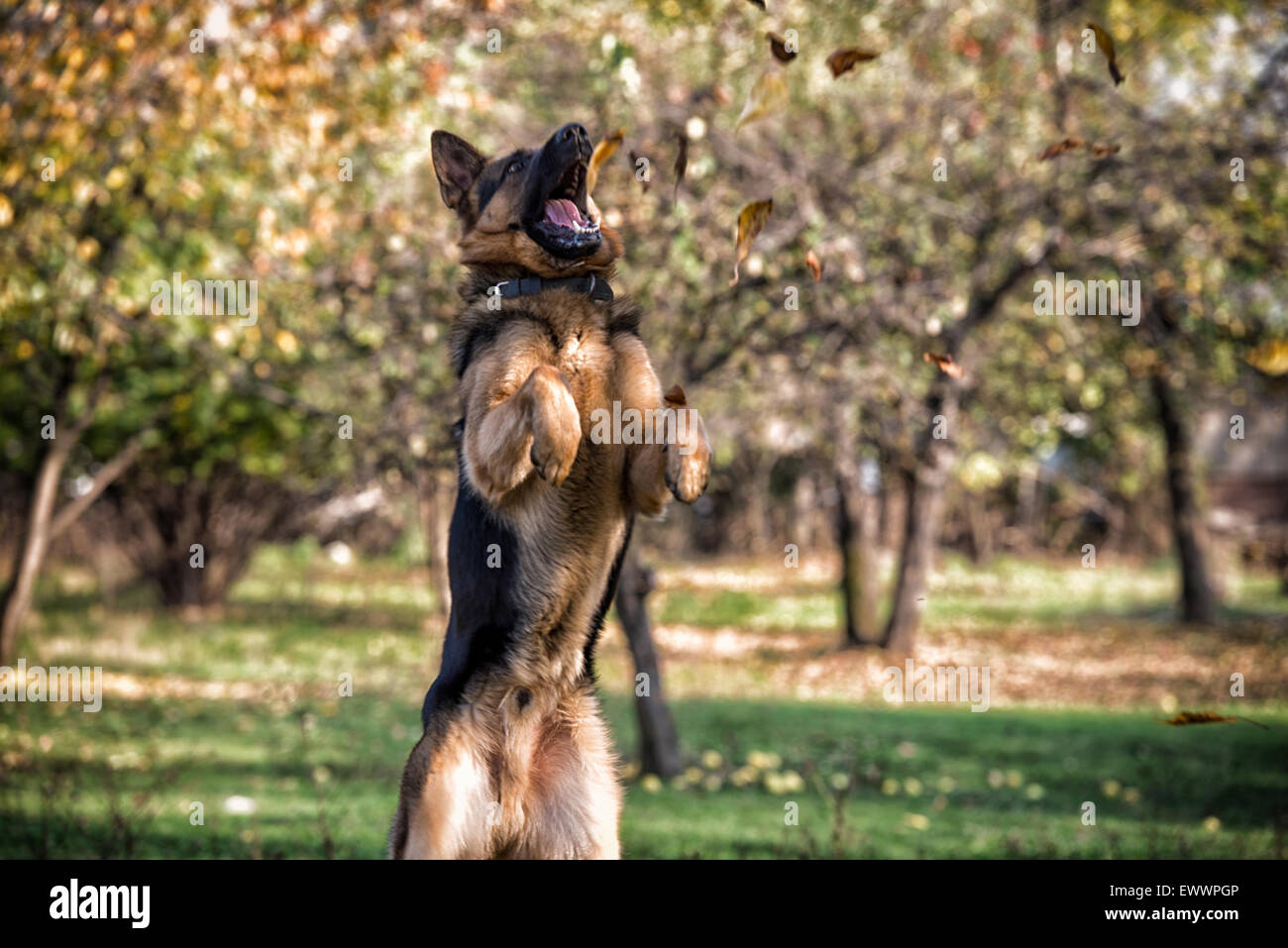 Dog German Shepherd Jumping Stock Photo - Alamy