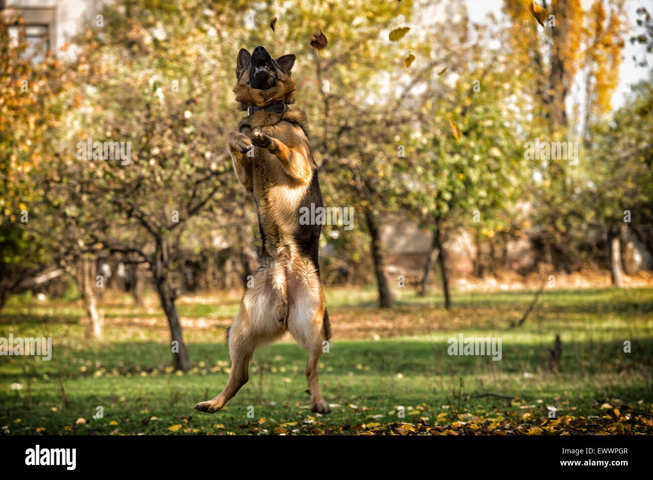 Dog German Shepherd Jumping Stock Photo - Alamy