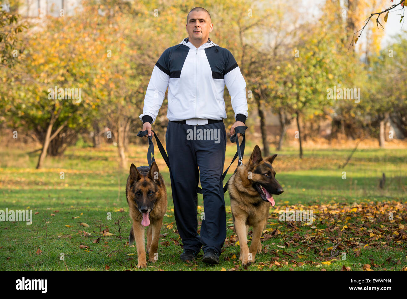 Adult Man Walking Outdoors With His Dogs German Shepherd Stock Photo ...