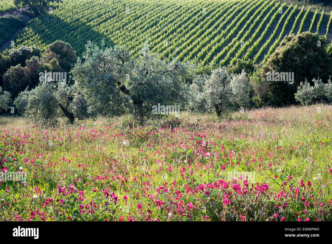 Olive trees, vineyards and flowers in tuscany's hillside, italy Stock ...