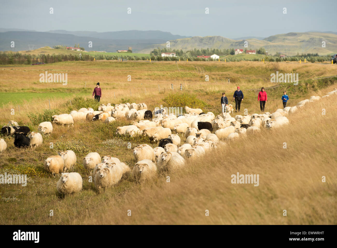 Annual sheep roundup. Icelandic people herding sheep Stock Photo - Alamy