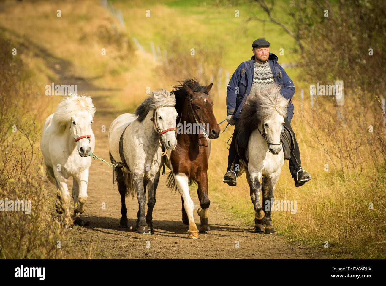 Annual sheep roundup. Icelandic man riding horse Stock Photo - Alamy