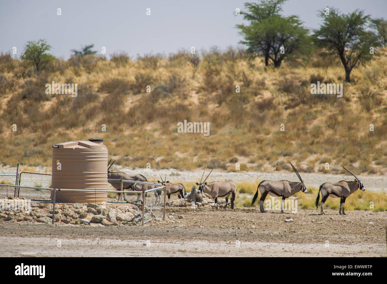 South Africa - Gemsbok in Khalagadi Transfrontier Park Stock Photo - Alamy