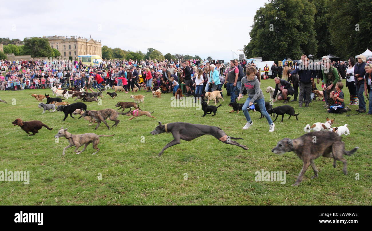 Dogs take part in an informal, fun race against the backdrop of ...