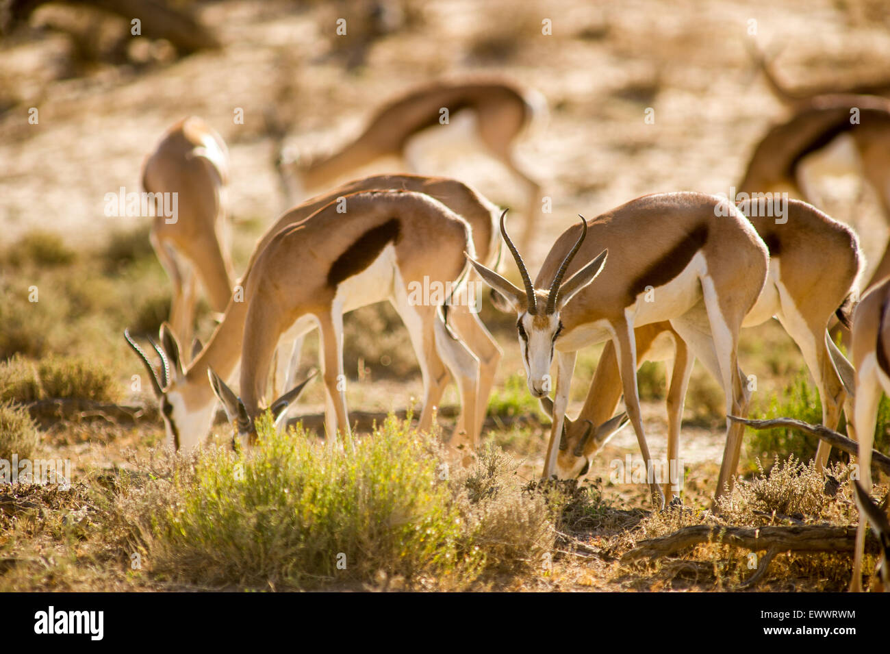 Explore south africa hi-res stock photography and images - Alamy