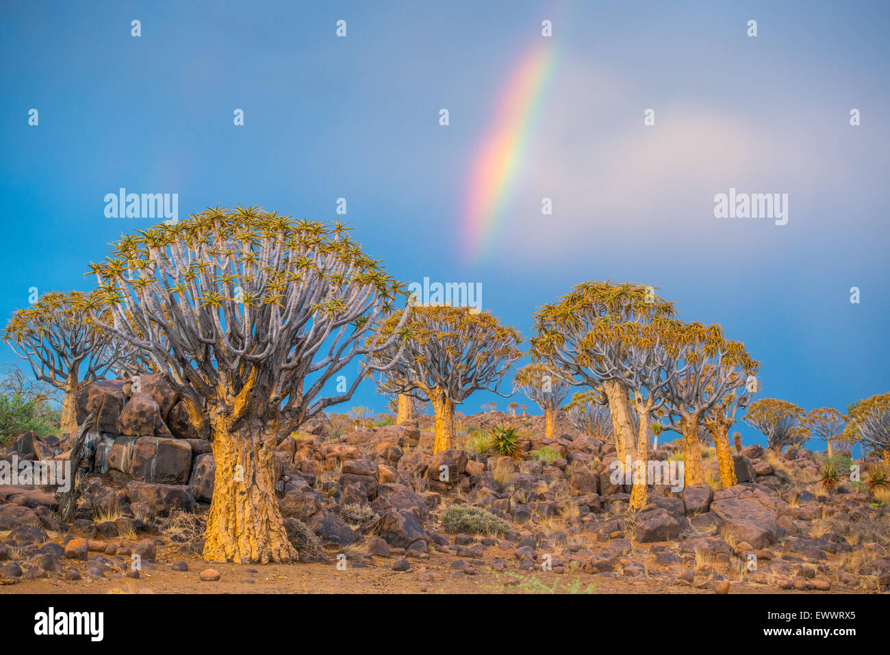 Tree and rainbow hi-res stock photography and images - Alamy