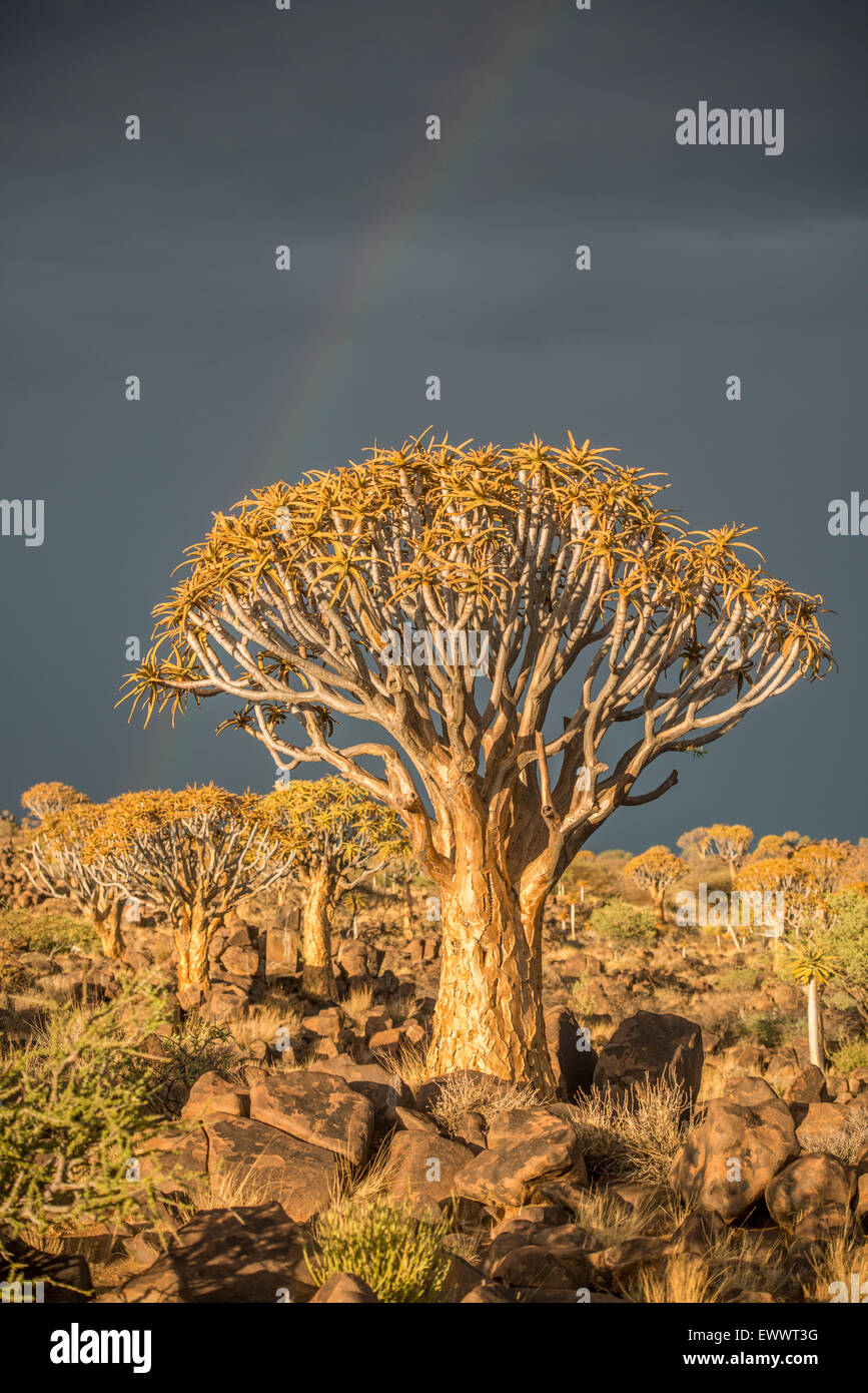 Namibia Boulders Quiver Tree In Giants High Resolution Stock ...