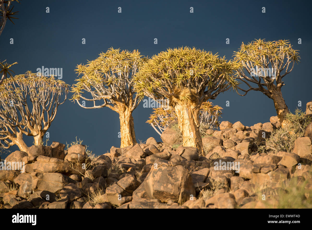 Namibia Boulders Quiver Tree In Giants High Resolution Stock ...