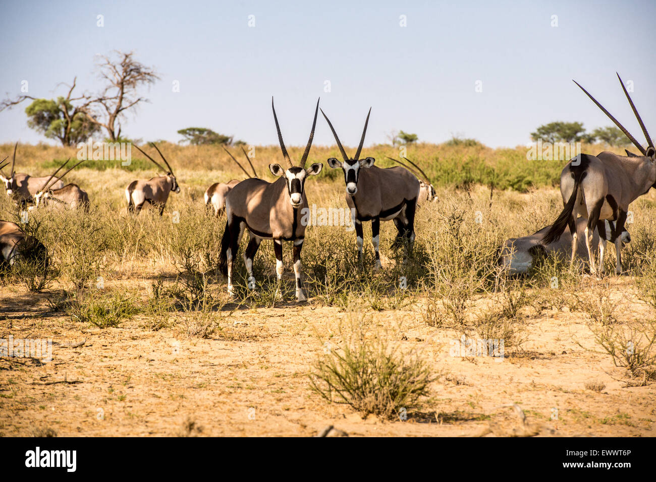 South Africa - Gemsbok in Khalagadi Transfrontier Park Stock Photo - Alamy