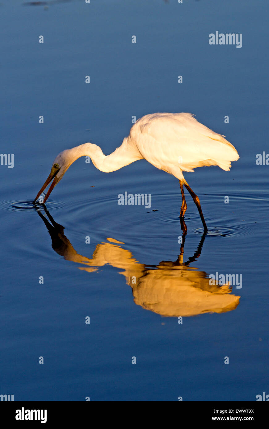 Yellow water billabong kakadu bird hi-res stock photography and images ...