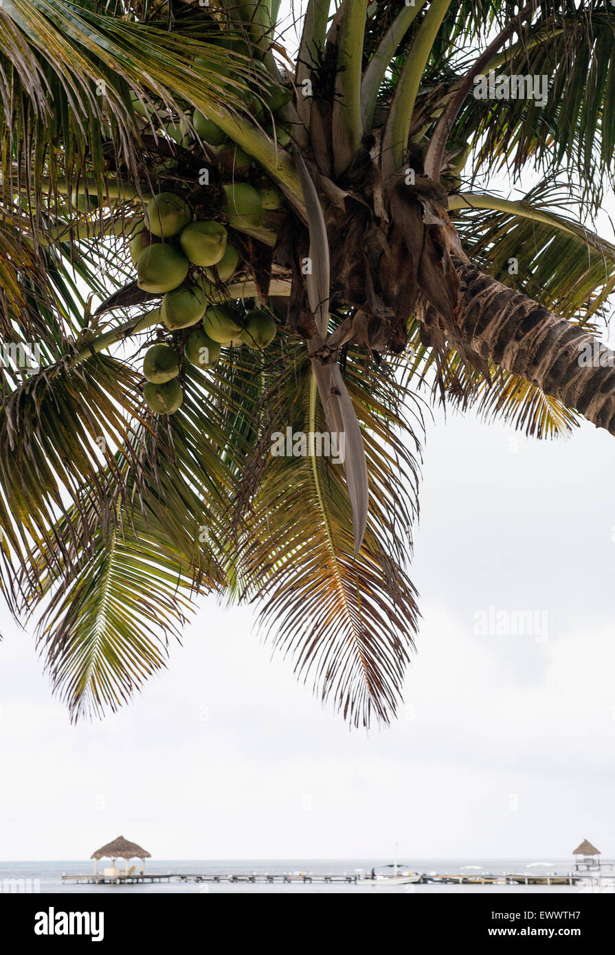 San Pedro Belize Coconuts Coconut Leo Ambergris Caye Belize Message