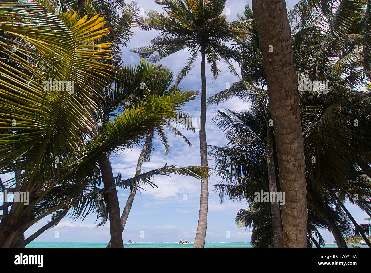 Trees of belize hi-res stock photography and images - Alamy