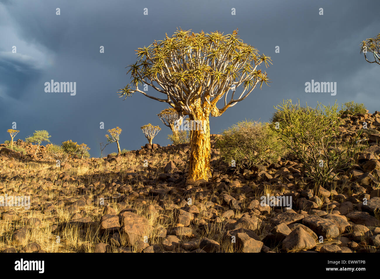 Namibia Boulders Quiver Tree In Giants High Resolution Stock ...