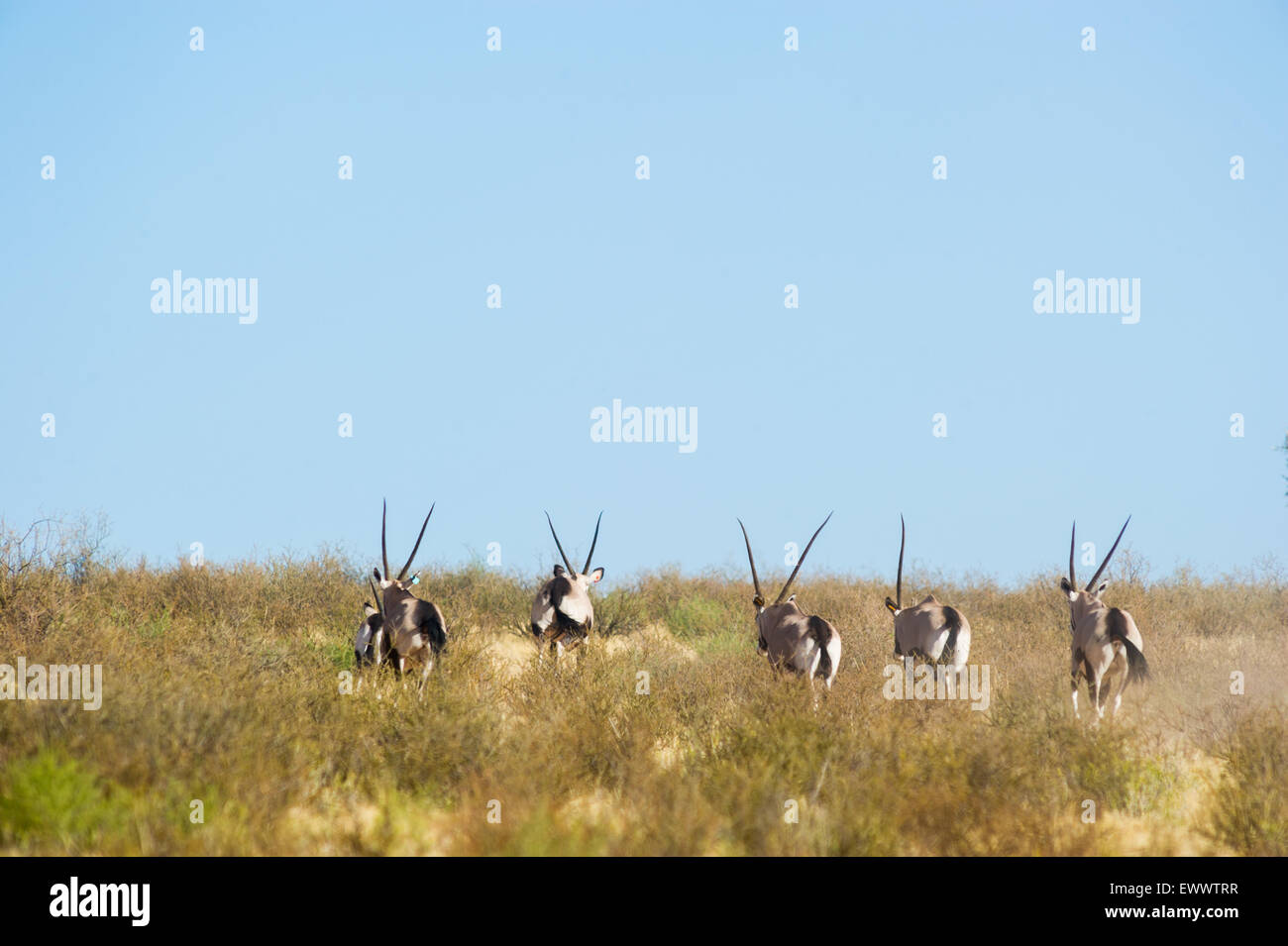 Namibia, Africa - Gemsbok in Namibia Stock Photo - Alamy