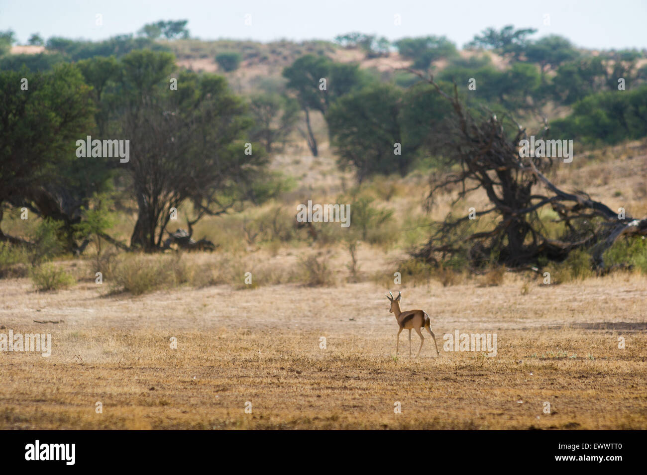 Namibia, Africa - Springbok in Namibia Stock Photo - Alamy