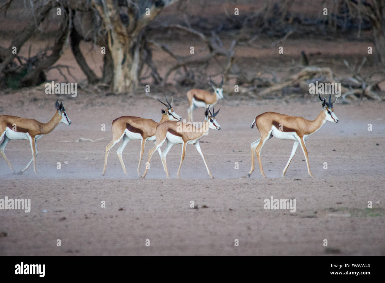 Namibia, Africa - Wild springbok roaming as a pack Stock Photo - Alamy