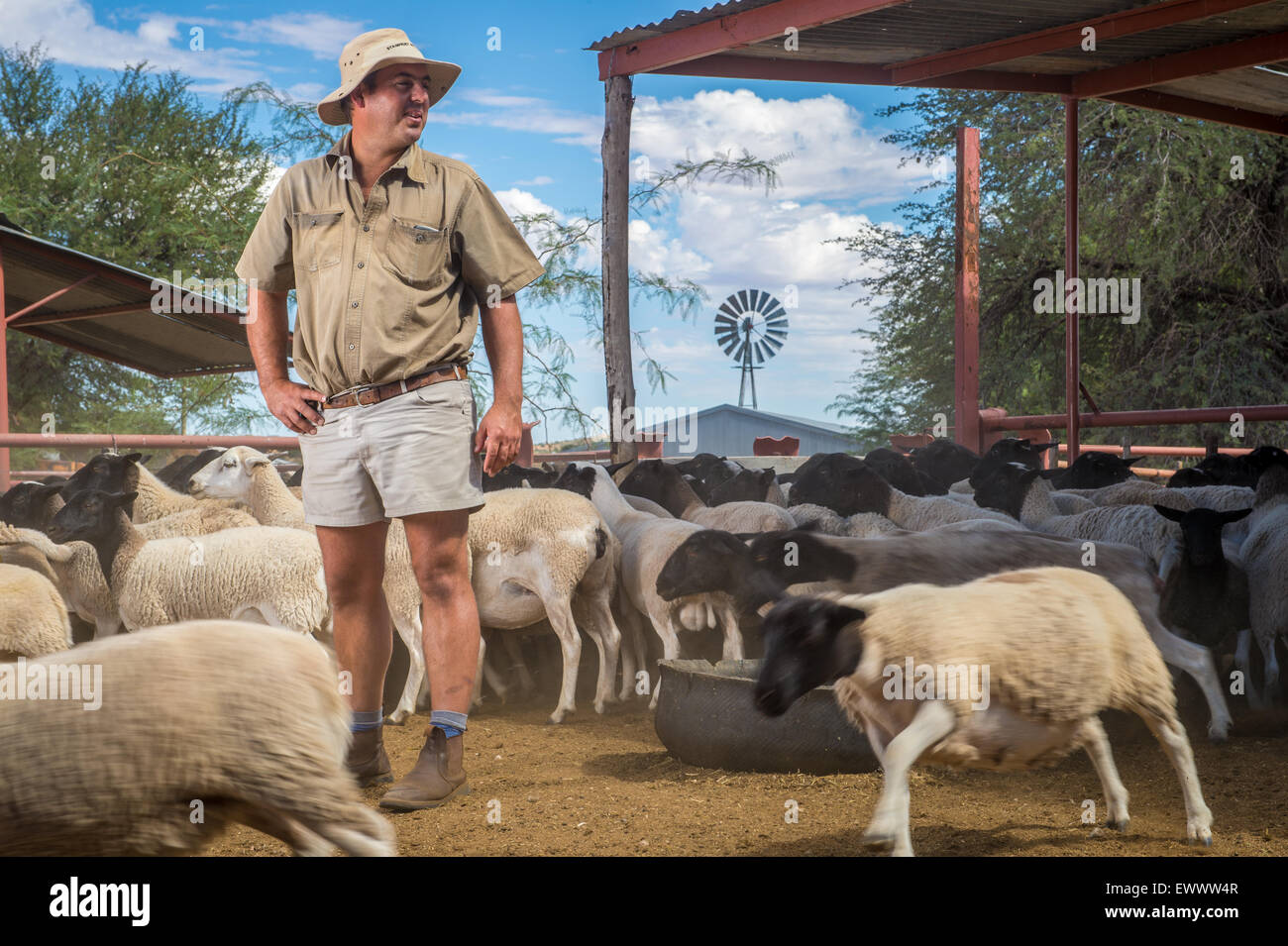 Namibia - Portrait of sheep and shepherd in Africa Stock Photo - Alamy