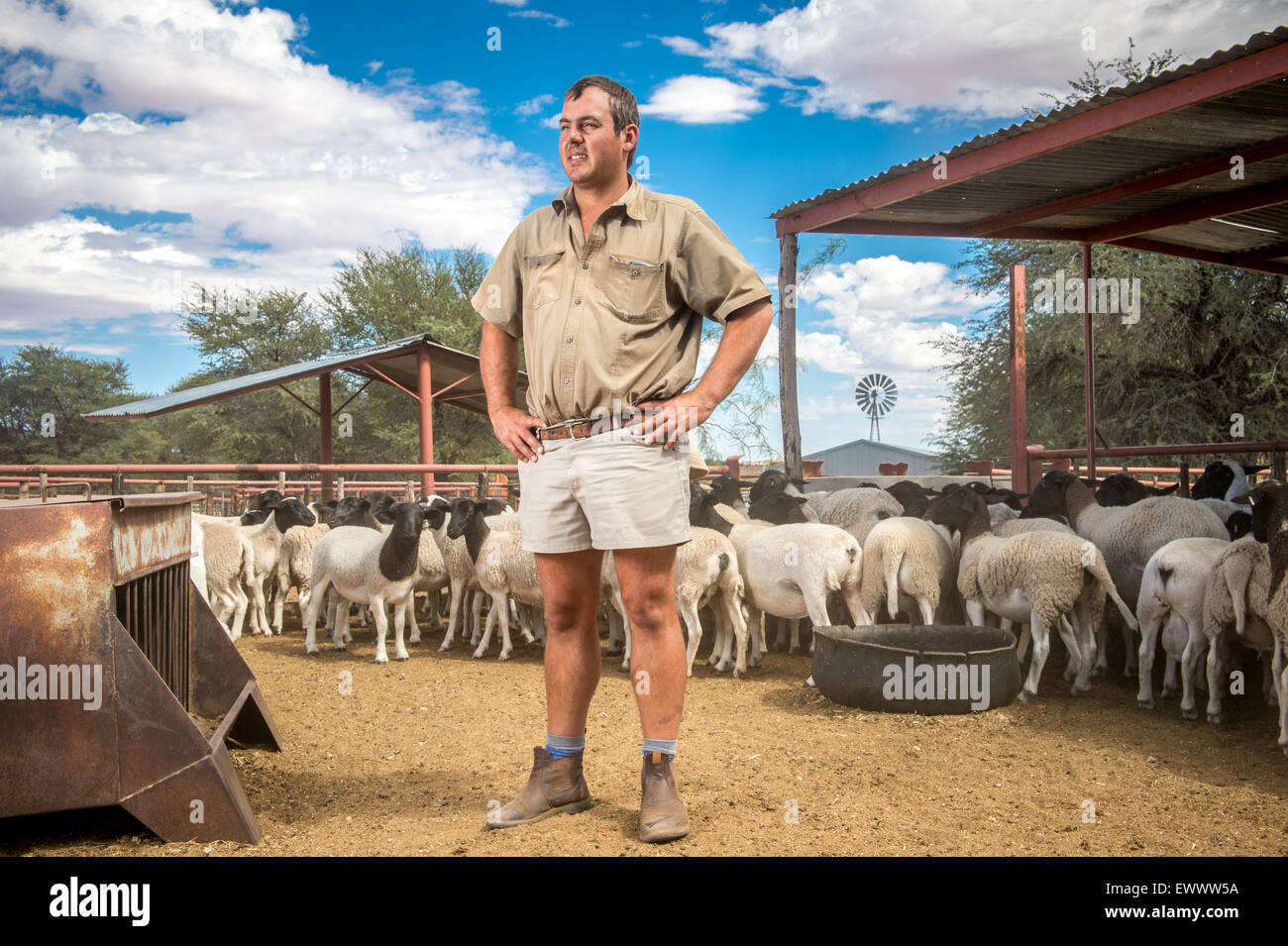 Namibia - Portrait of sheep and shepherd in Africa Stock Photo - Alamy