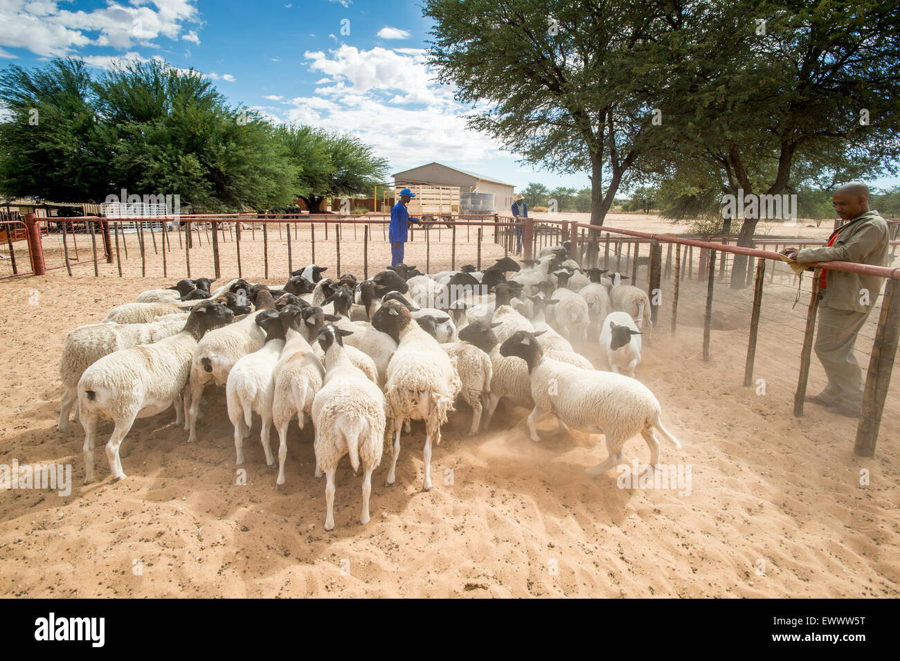 Namibia - Sheep on farm in Africa Stock Photo - Alamy