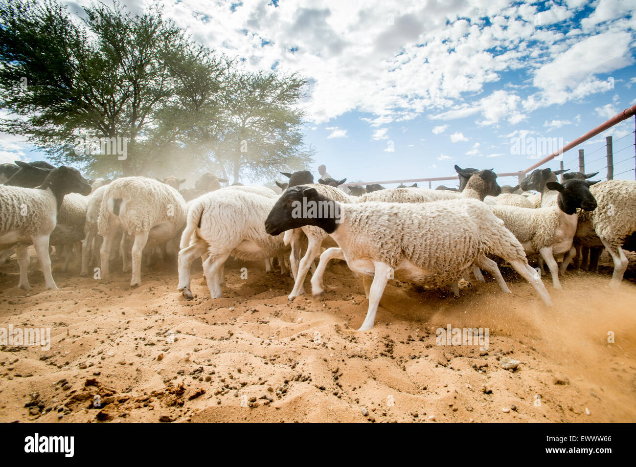Dorper Sheep Stock Photos & Dorper Sheep Stock Images - Alamy