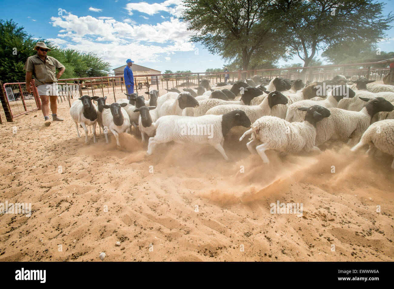 Namibia - Sheep on farm in Africa Stock Photo - Alamy