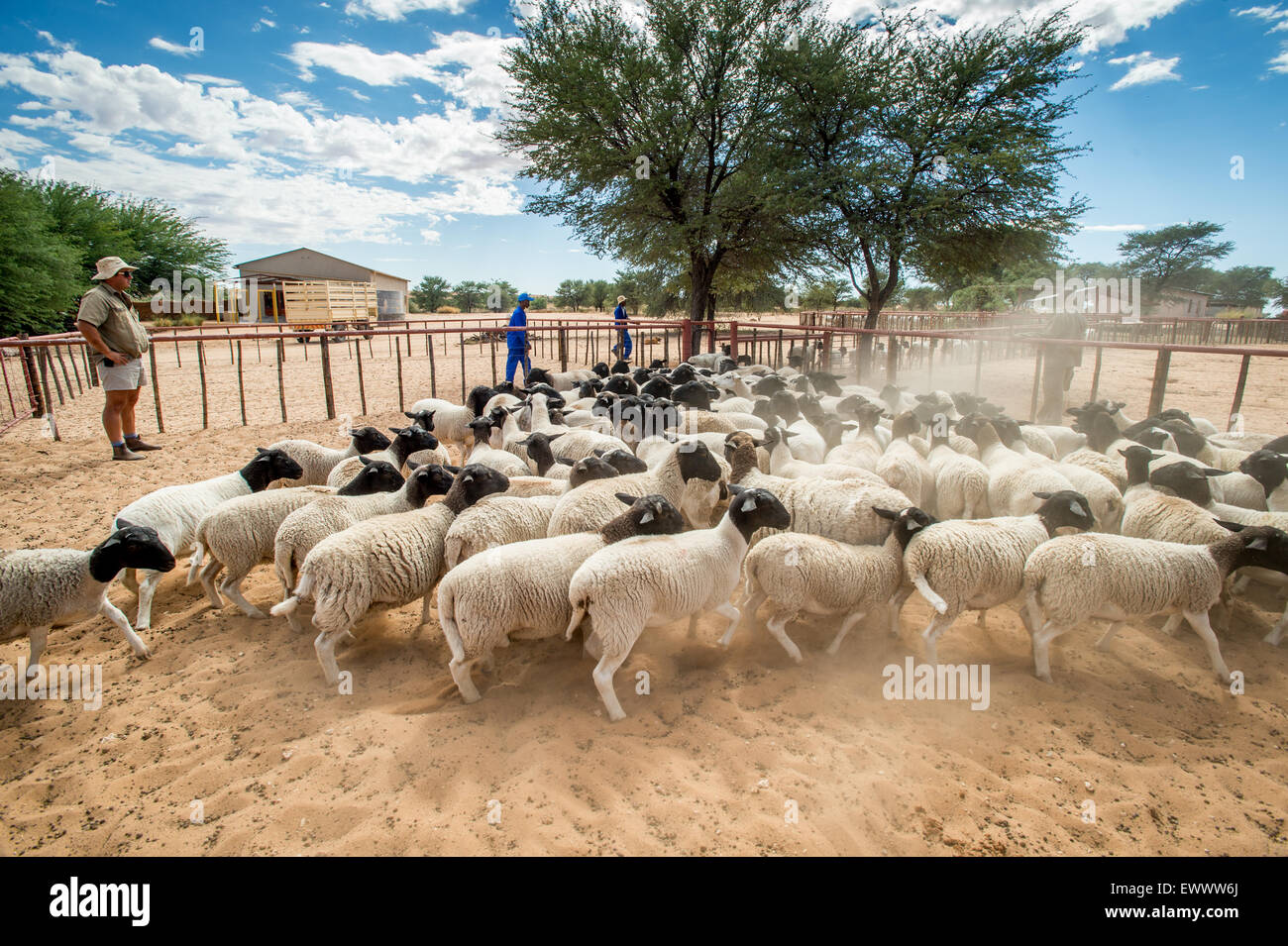 Namibia - Sheep on farm in Africa Stock Photo - Alamy