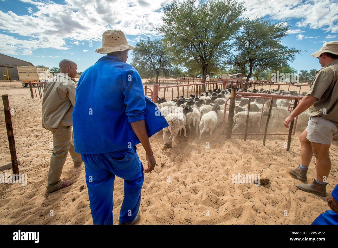 Namibia - Sheep and shepherd in Africa Stock Photo - Alamy