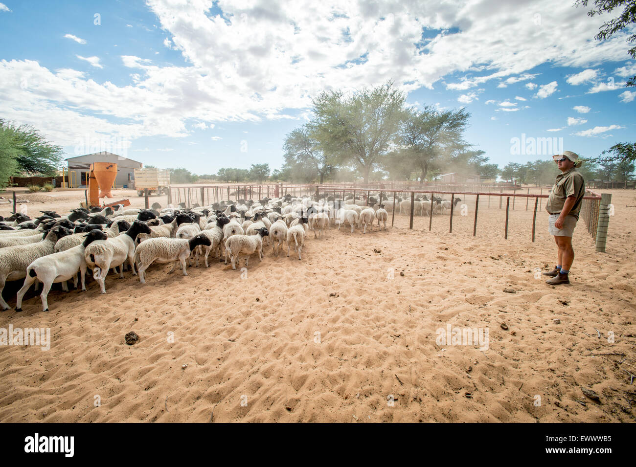 Namibia - Sheep on farm in Africa Stock Photo - Alamy