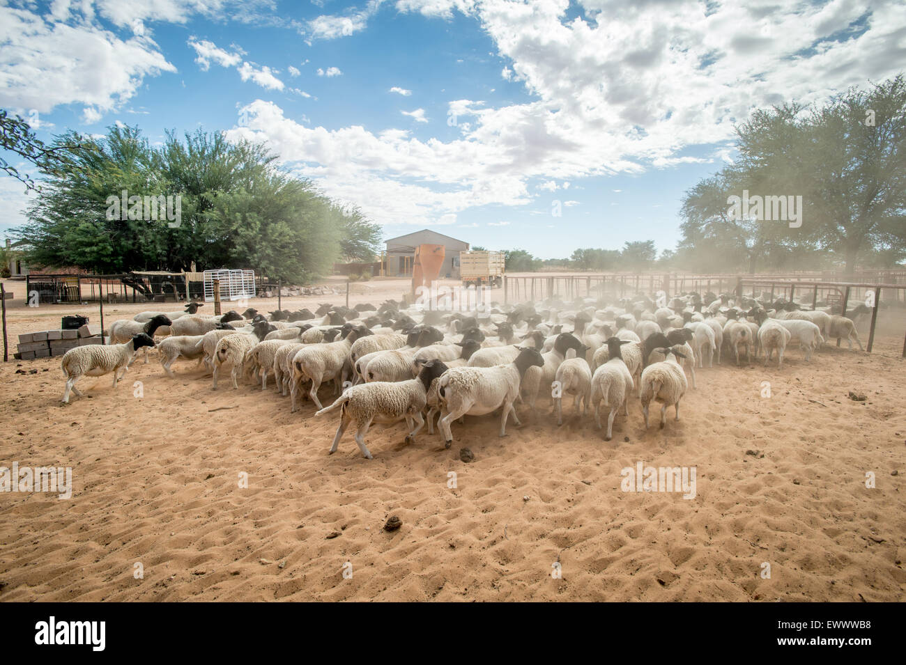 African Sheep High Resolution Stock Photography and Images - Alamy