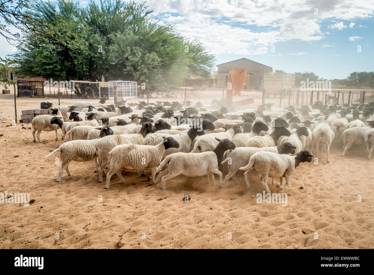 Namibia - Sheep on farm in Africa Stock Photo - Alamy