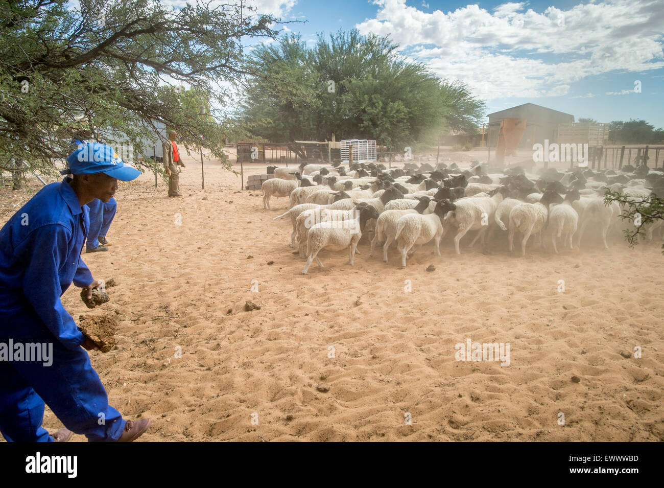Shepherds with flock of sheep hi-res stock photography and images - Alamy