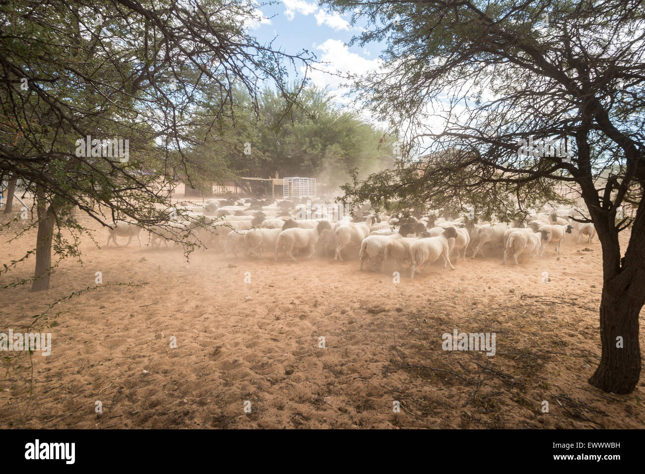 Namibia sheep on farm in hi-res stock photography and images - Alamy