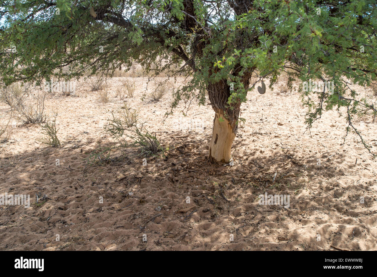 Namibia, Africa - Tree with bark damaged by pocupine in dry landscape ...