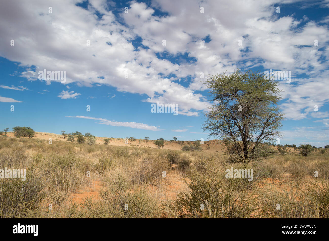 Namibia, Africa - Dry landscape with brush Stock Photo - Alamy