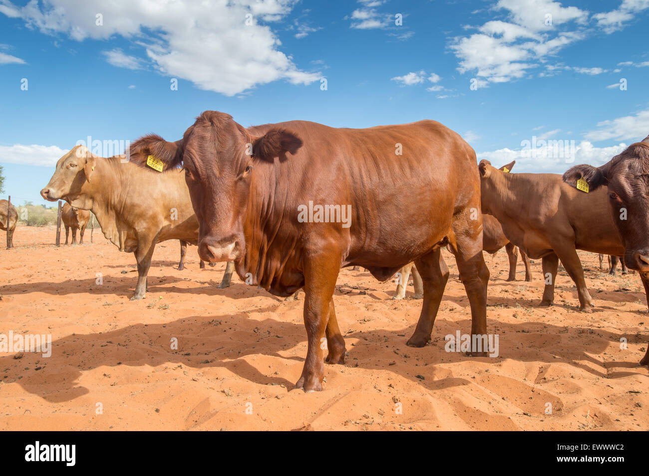 Namibia - Beef Cattle on farm in Africa Stock Photo - Alamy