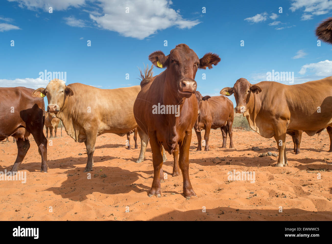 Namibia livestock hi-res stock photography and images - Alamy