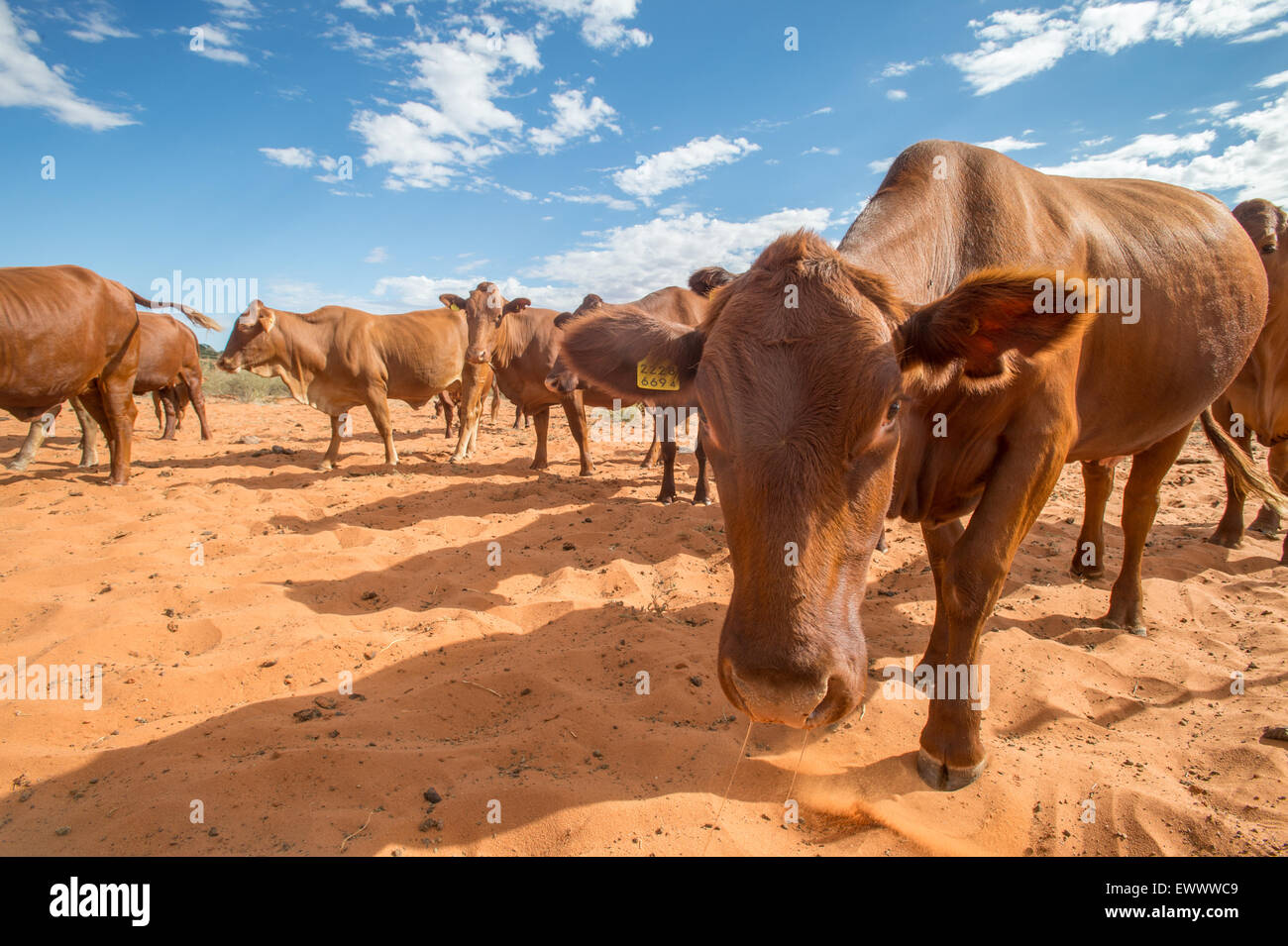 Namibia agriculture hi-res stock photography and images - Alamy