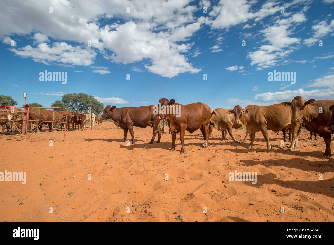 Namibia agriculture hi-res stock photography and images - Alamy