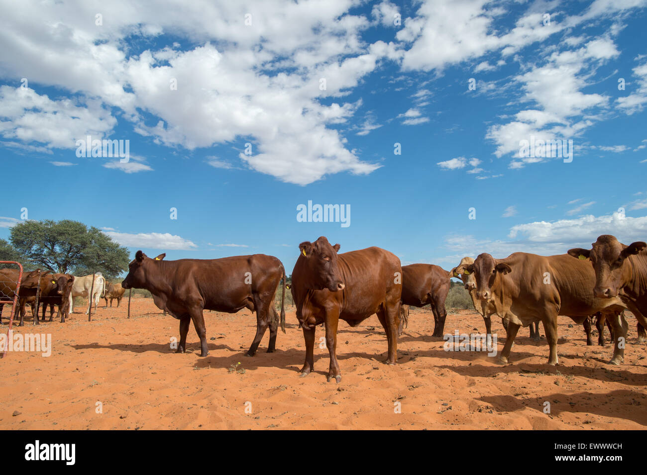 Namibia - Beef Cattle on farm in Africa Stock Photo - Alamy