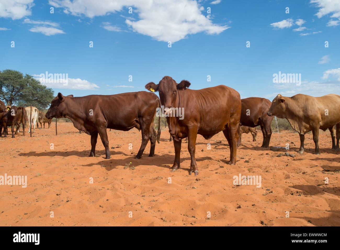 Namibia - Beef Cattle on farm in Africa Stock Photo - Alamy