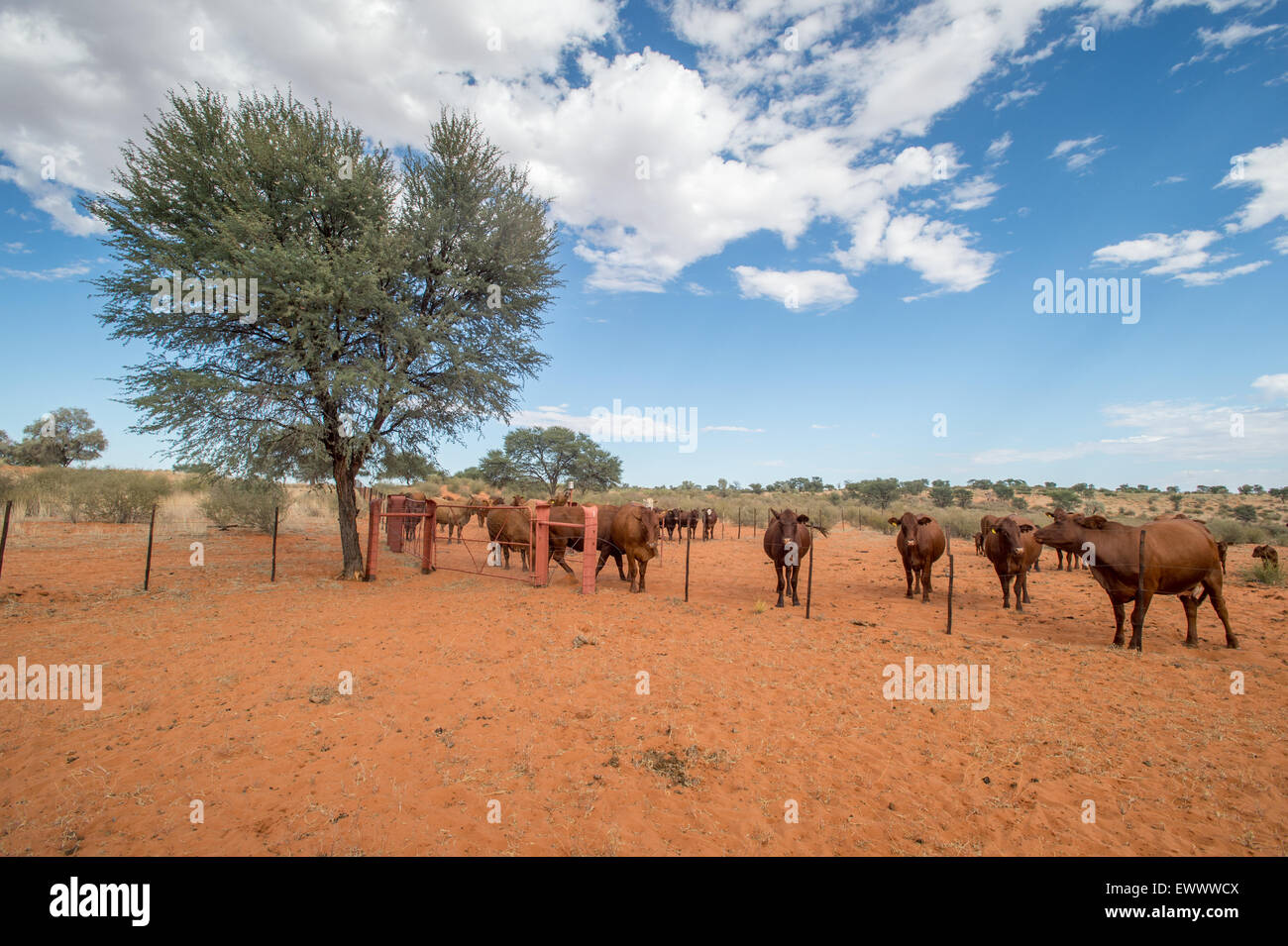 Namibia Livestock High Resolution Stock Photography and Images - Alamy