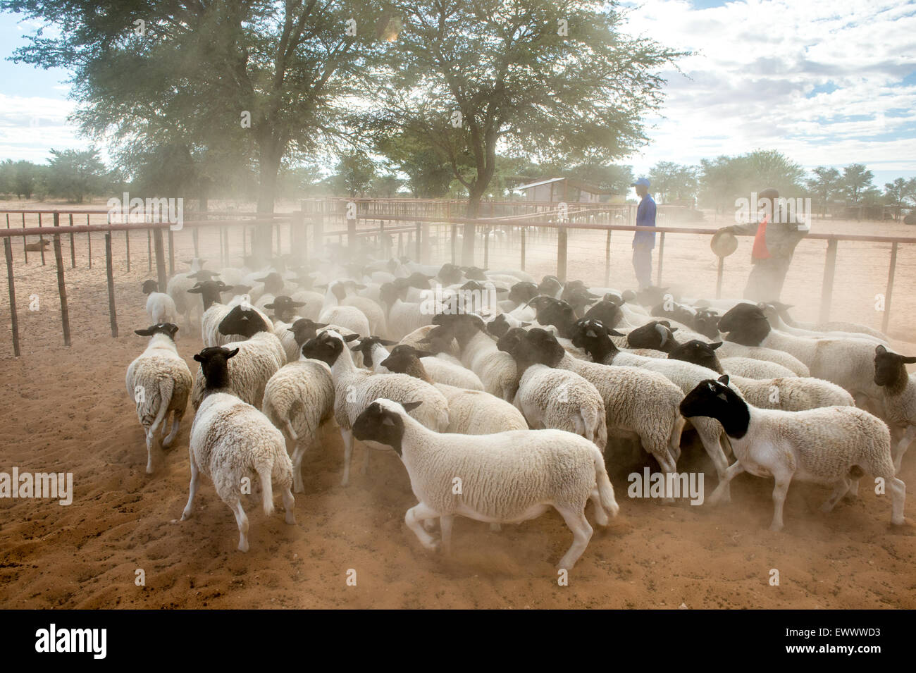 Namibia - Dorper sheep on farm in Africa Stock Photo - Alamy