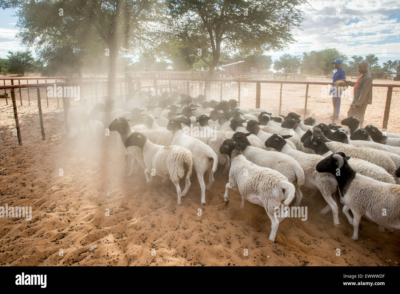 Namibia - Dorper sheep on farm in Africa Stock Photo - Alamy