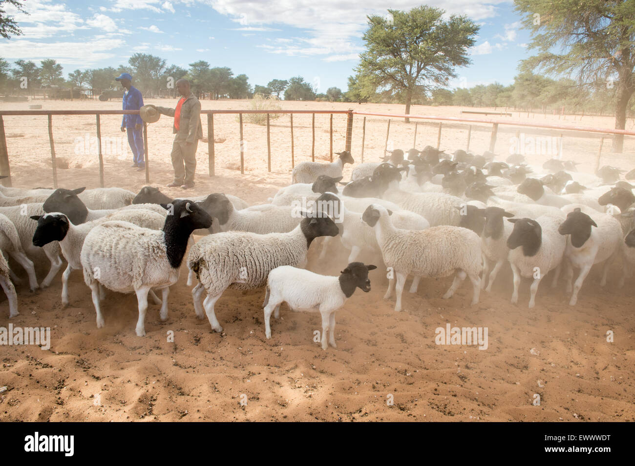 Dorper sheep africa hi-res stock photography and images - Alamy