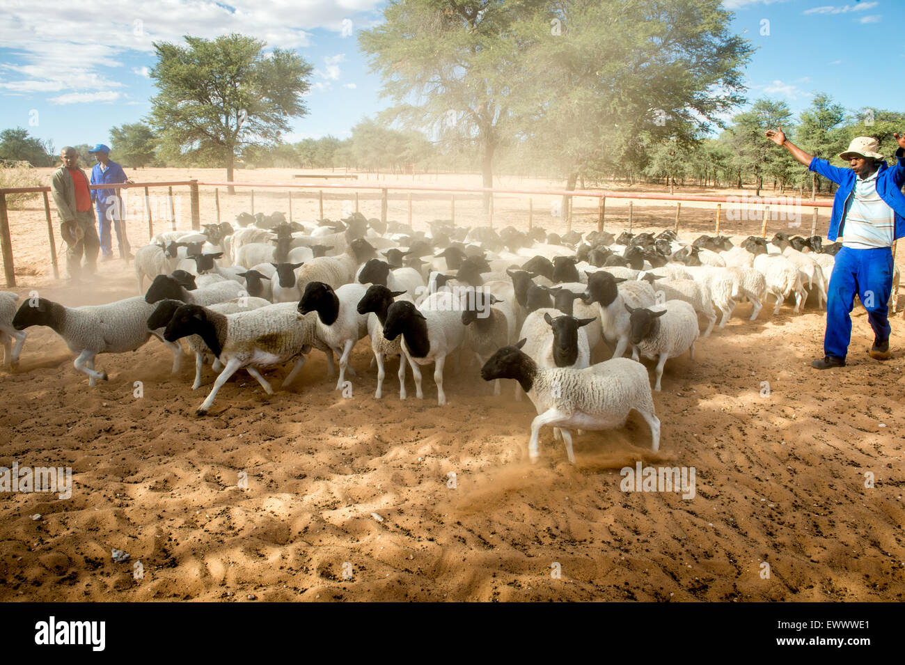 Dorper sheep hi-res stock photography and images - Alamy
