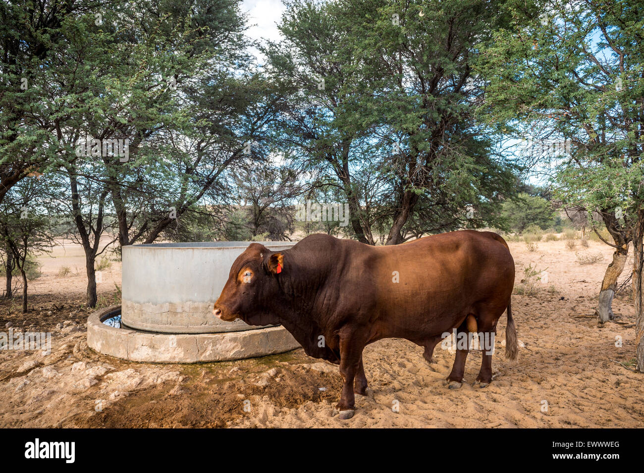 Namibia - Cows on farm in Africa, Bosmara Bull Stock Photo - Alamy